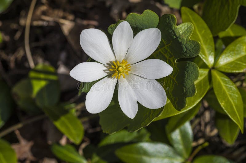 Blood Root stock photo. Image of sanguinaria, blood, bloom - 92182808