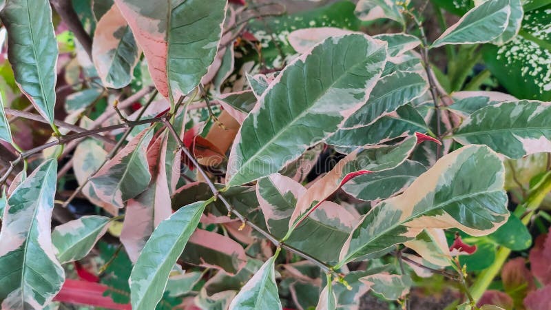 The Blood Sambang Ornamental Plant Has Beautiful Leaf Patterns Stock ...