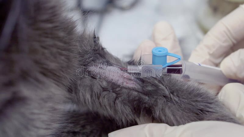 Blood Sampling for Analysis from a Cat with a Catheter. Stock Footage ...