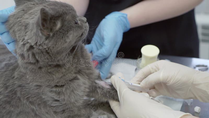 Blood Sampling for Analysis from a Cat with a Catheter. Stock Video ...