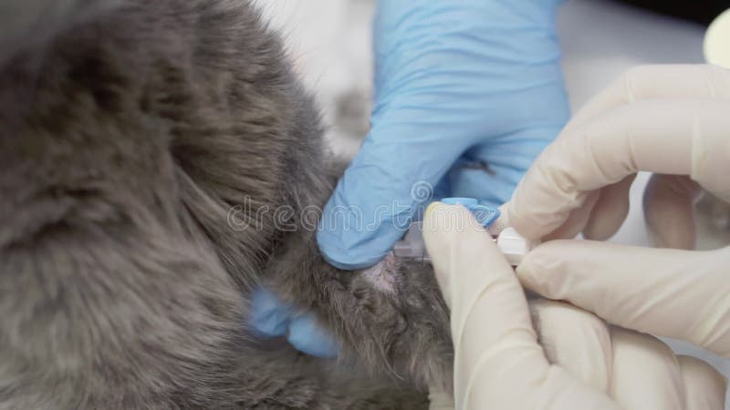 Blood Sampling for Analysis from a Cat with a Catheter. Stock Video ...