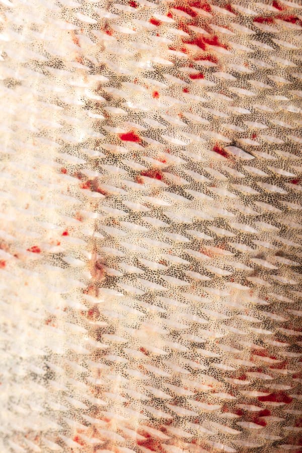 Blood Scales on Fish As Abstract Background Stock Photo - Image of ...