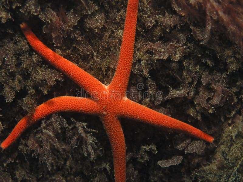 Blood Star (Henricia Leviuscula) Stock Image - Image of ocean, salt ...