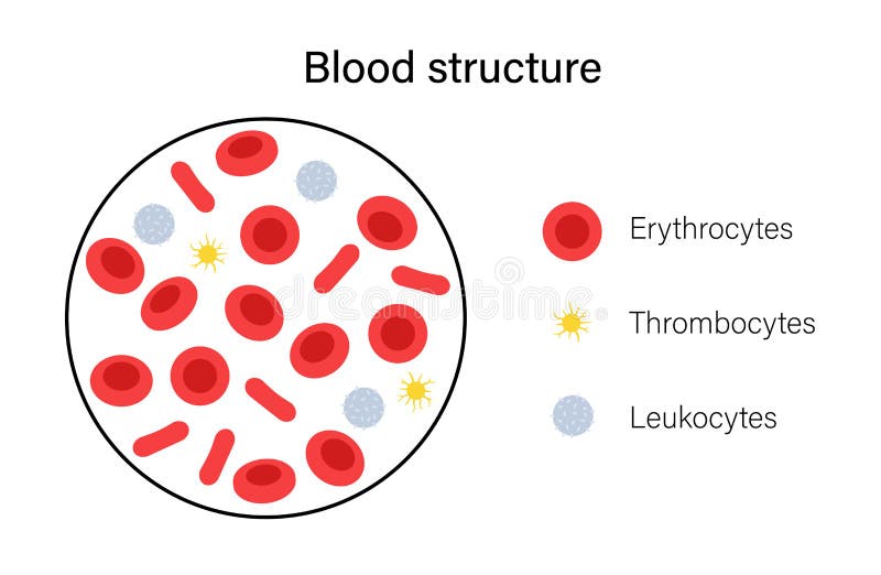 Thrombocytes Structure