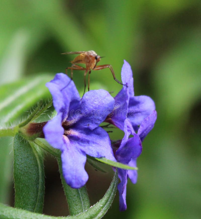 Blood Sucker Leech Slowly Moving on Cement Floor Stock Image - Image of ...