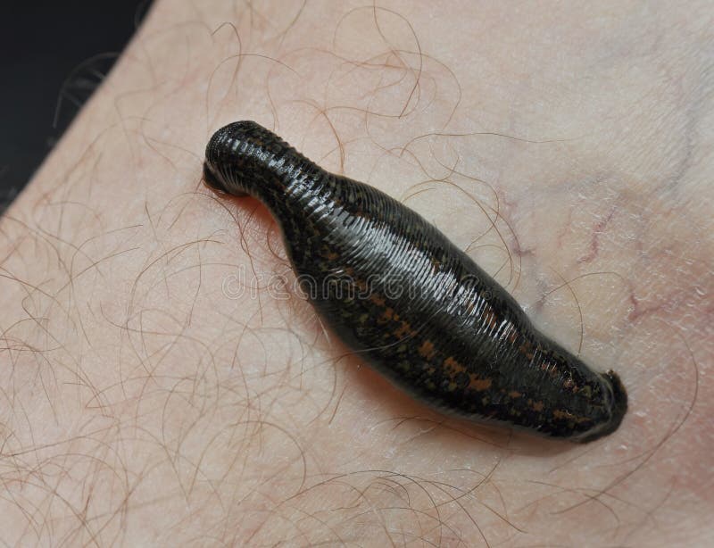 Blood sucking leech 3 stock photo. Image of close, invertebrate - 14017234