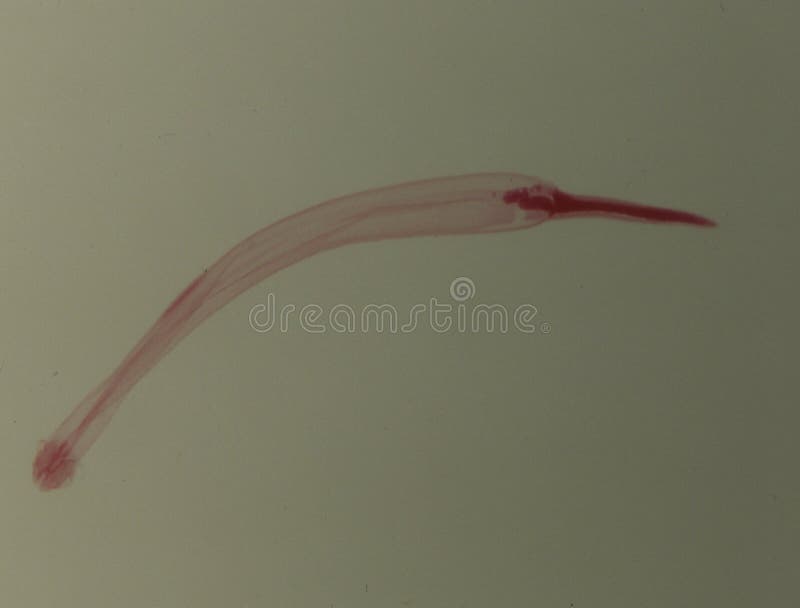 Blood-sucking leech stock image. Image of molluscs, segments - 194442243