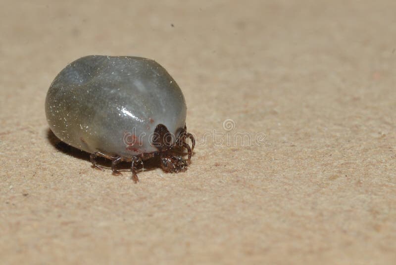 Blood sucking tic stock image. Image of tick, viles, full - 61735565