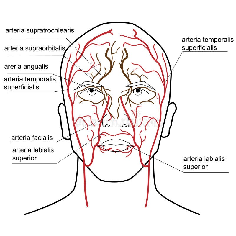 Blood supply of the head. stock vector. Illustration of brain - 45207736