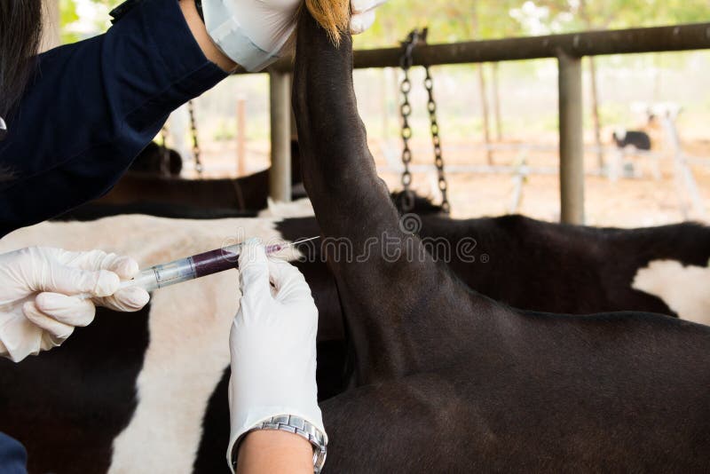 Blood from the Tail of a Cow Stock Photo - Image of life, injection ...