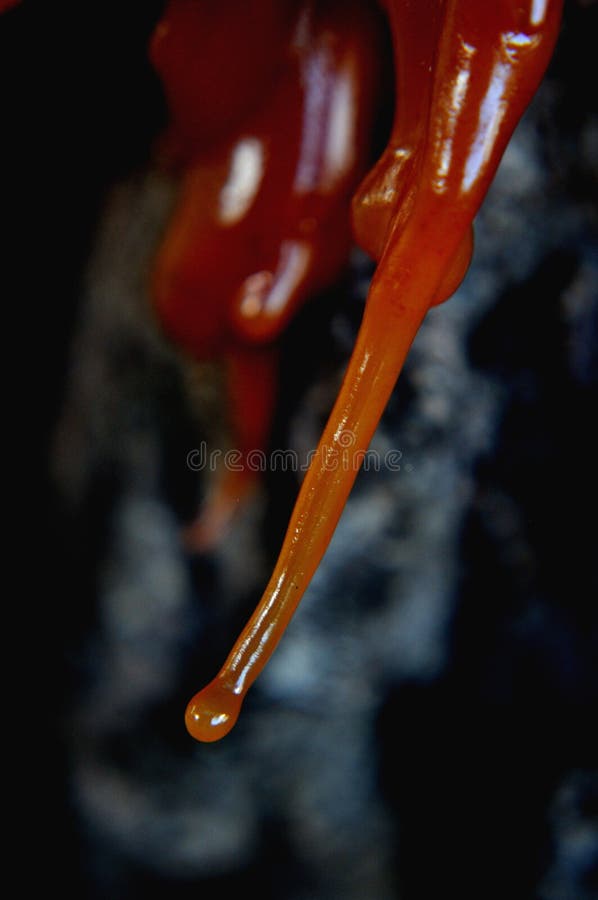 The Blood of a Tree Refuses To Fall Stock Image - Image of resin ...