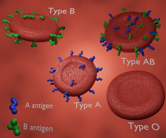 Blood Types a, B, AB, and O with Antigens Present on the Red Cell ...