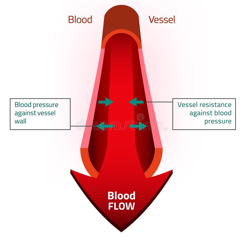Bloodstream Circulatory Stock Illustrations – 729 Bloodstream ...