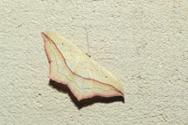 Blood-vein moth stock image. Image of wall, bloodvein - 332431031
