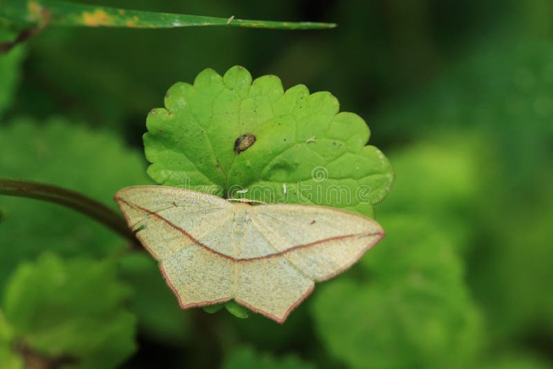 Blood-vein moth stock photo. Image of insect, blood - 202254478