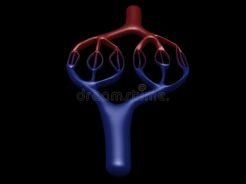 Capillary 3d Stock Illustrations – 1,486 Capillary 3d Stock ...