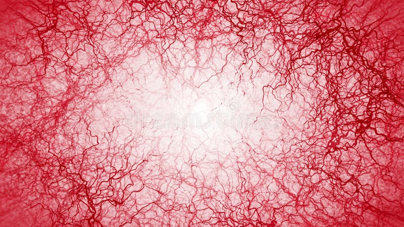 Human Arterial and Venous Circulatory System, Heart with Vains and ...