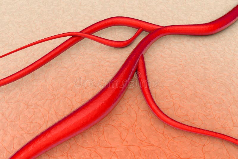 Blood Vessel - Vein stock illustration. Illustration of hematology ...