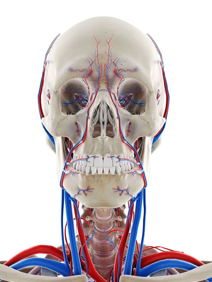 The Blood Vessels of the Head Stock Illustration - Illustration of ...