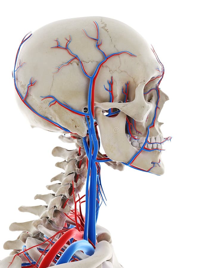 Blood Vessels with Artery and Vein Internal Structure Vector ...