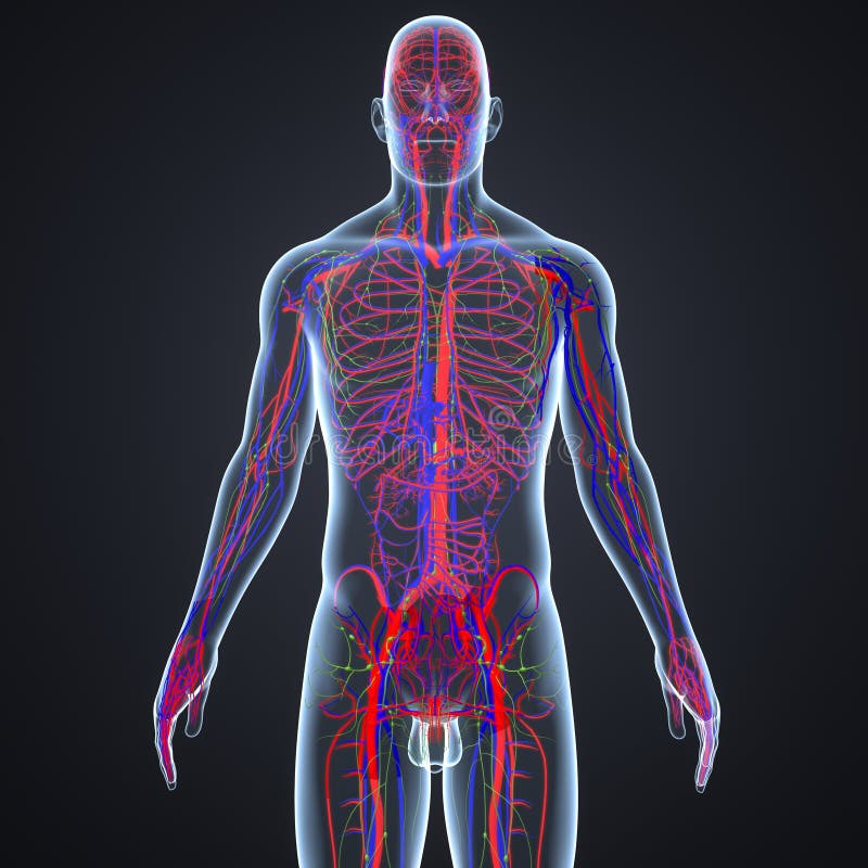 Body Node Stock Illustrations – 1,495 Body Node Stock Illustrations ...