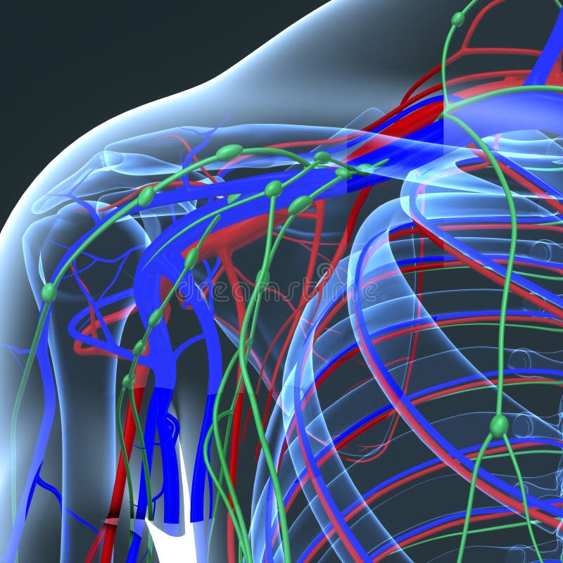 Body Node Stock Illustrations – 1,495 Body Node Stock Illustrations ...