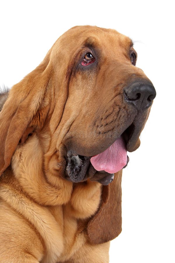 Bloodhound stock photo. Image of affectionate, animal - 14047882