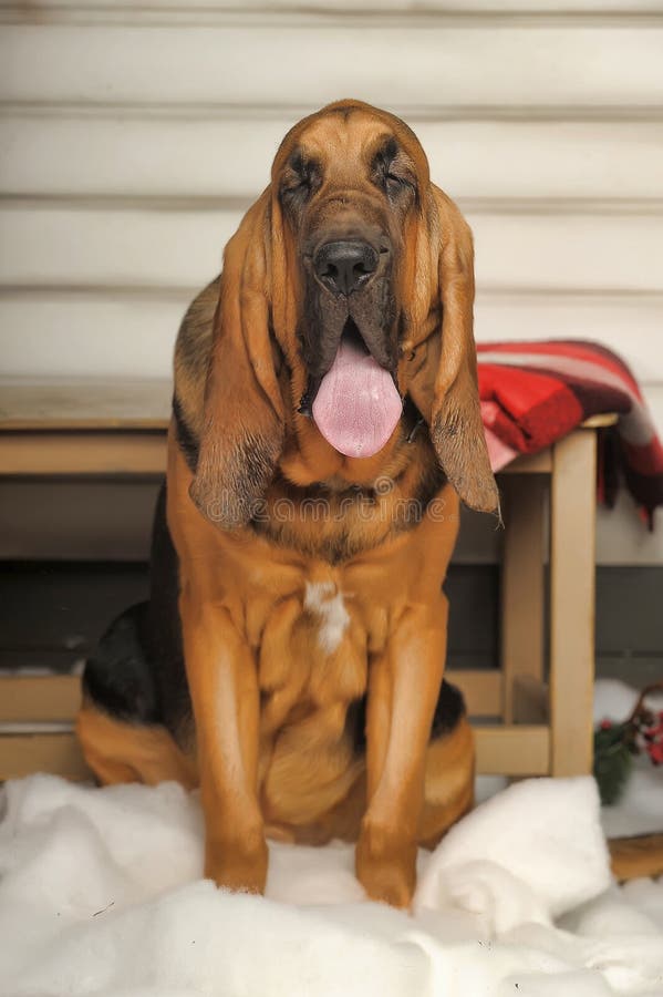 Bloodhound stock photo. Image of bite, cute, large, bloodshot - 35324226