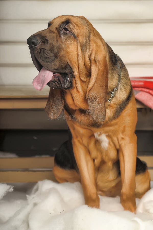 Boxer dog stock photo. Image of outdoors, purebred, colour - 5683274