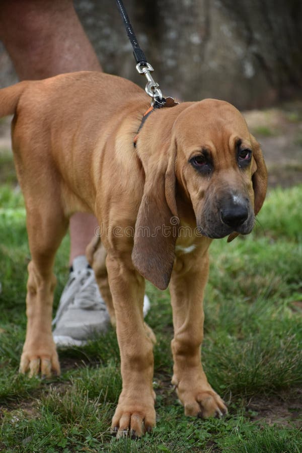 Bloodhound stock image. Image of hound, whelp, blackguard - 91308903