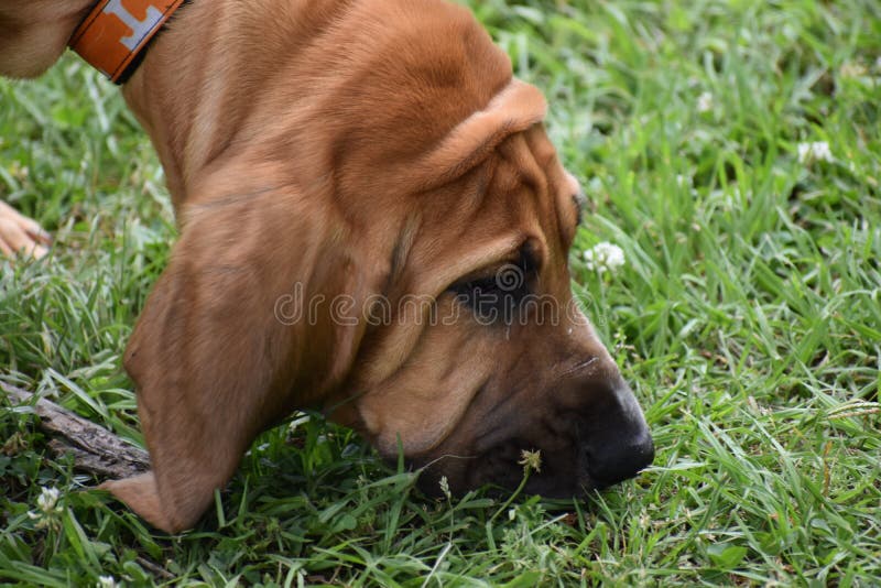 Bloodhound stock image. Image of tail, blood, bloodhounds - 91308963
