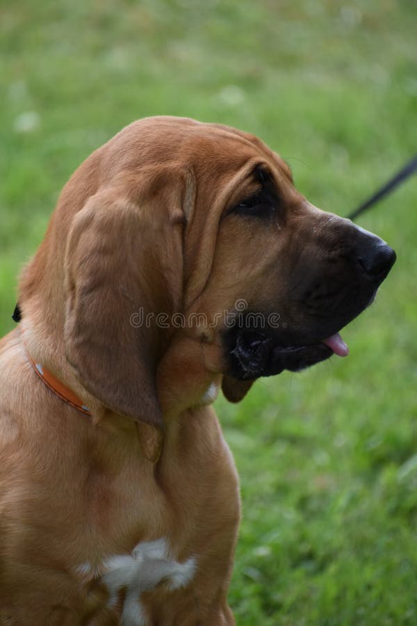 Bloodhound stock image. Image of tail, blood, bloodhounds - 91308963