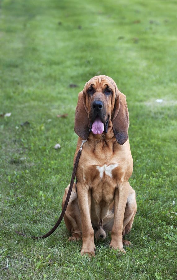 907 Bloodhound Photos - Free & Royalty-Free Stock Photos from Dreamstime
