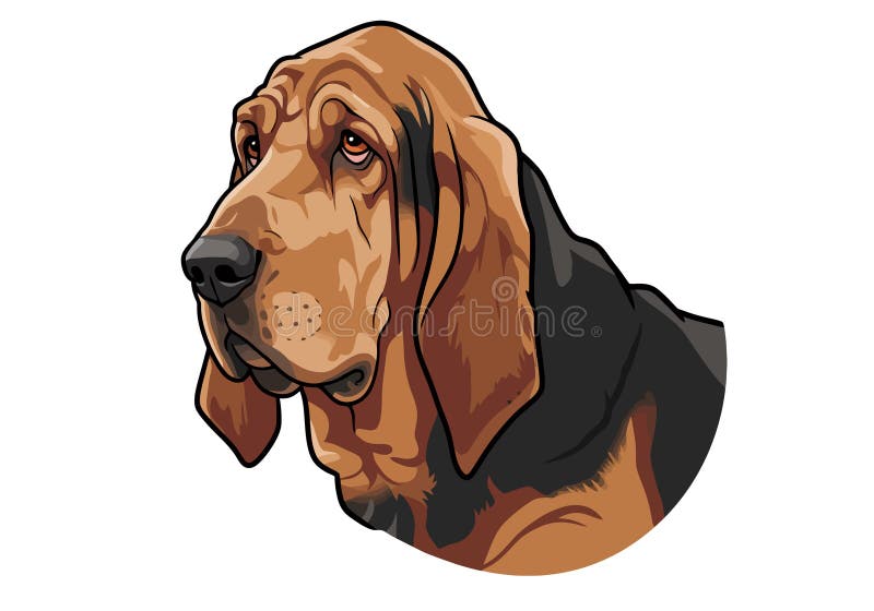Bloodhound head clip art. stock illustration. Illustration of design ...