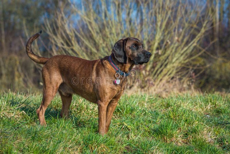 Bloodhound Looking for Something Stock Photo - Image of brown, trace ...