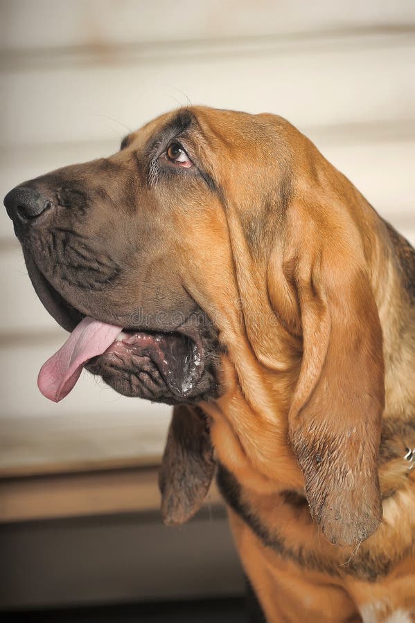 1,825 Bloodhound Stock Photos - Free & Royalty-Free Stock Photos from ...