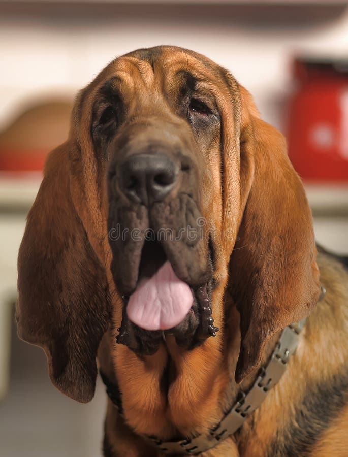 Bloodhound puppy 1 stock image. Image of young, hound - 5265117