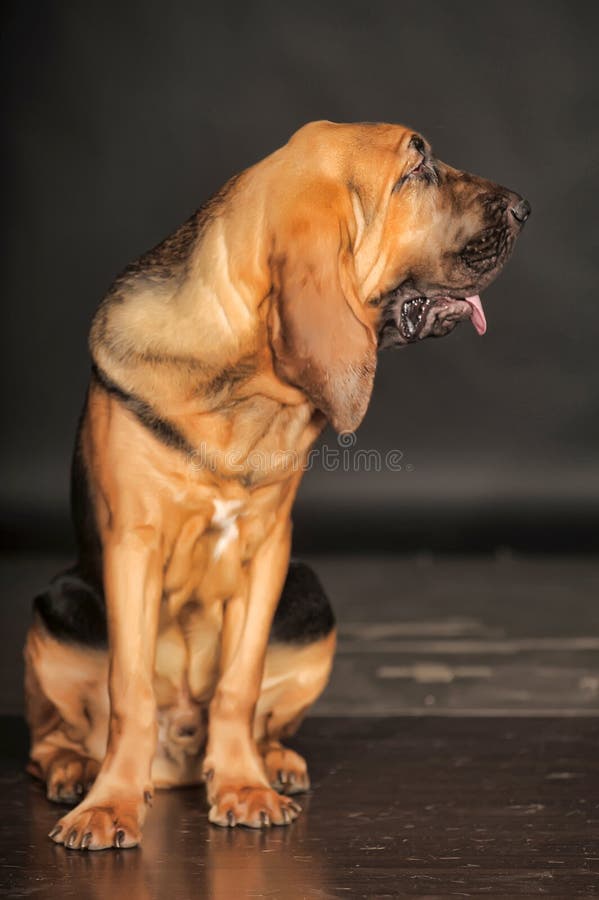 Bloodhound Puppy stock photo. Image of brightly, adorable - 35325632