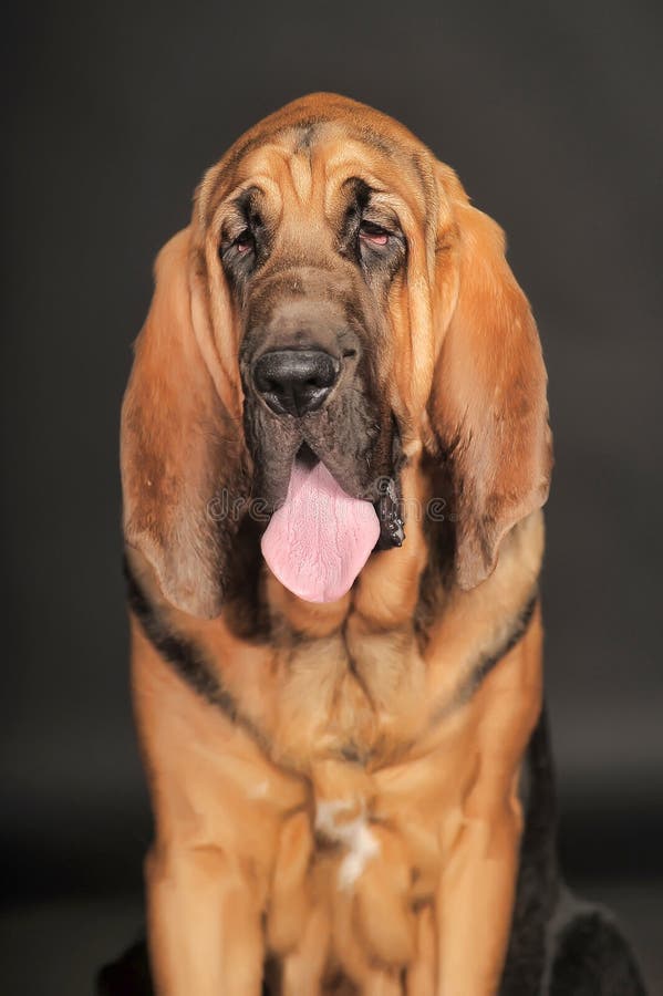 Bloodhound Puppy stock image. Image of american, happy - 35325723