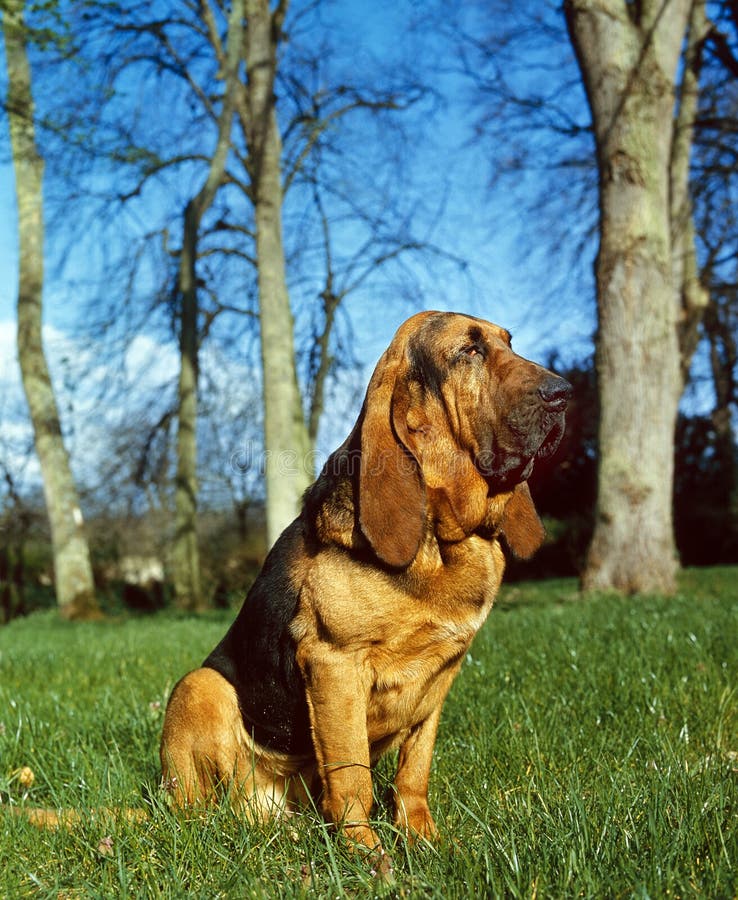SAINT HUBERT stock photo. Image of canidae, adult, profile - 173275420