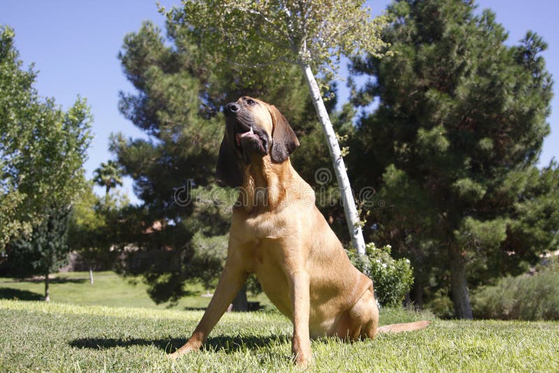 Bloodhound Tilted Head Pose Stock Photo - Image of scenthound, drooling ...