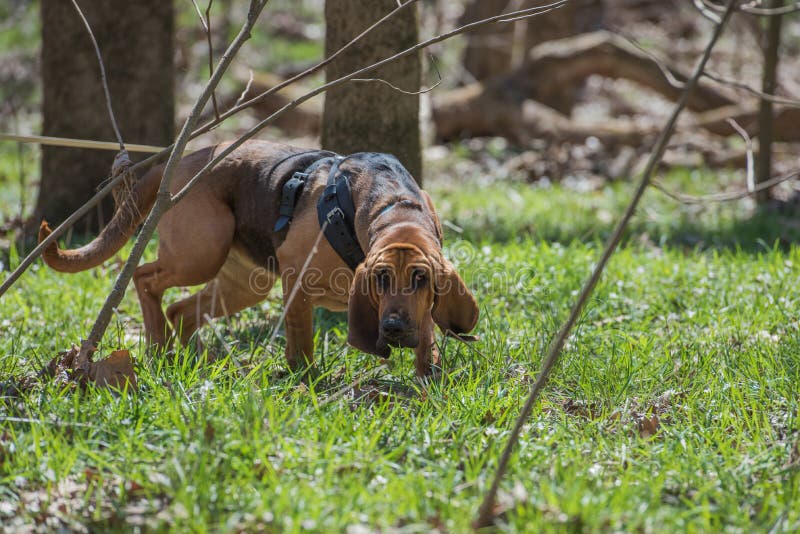 Bloodhound Wearing a Harness and Tracking Stock Image - Image of ...