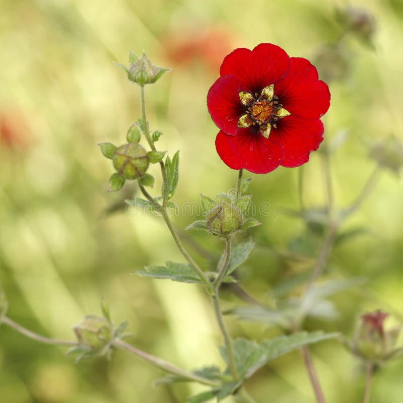 Bloodiness стоковое фото. изображение насчитывающей красно - 63898822