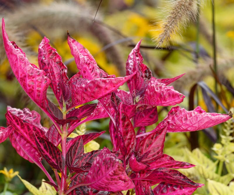 Bloodleaf Iresine Herbstii,Iresine Stock Image - Image of botany ...