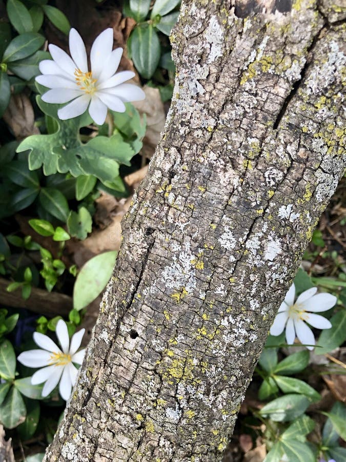 Bloodroot Trio Stock Photos - Free & Royalty-Free Stock Photos from ...