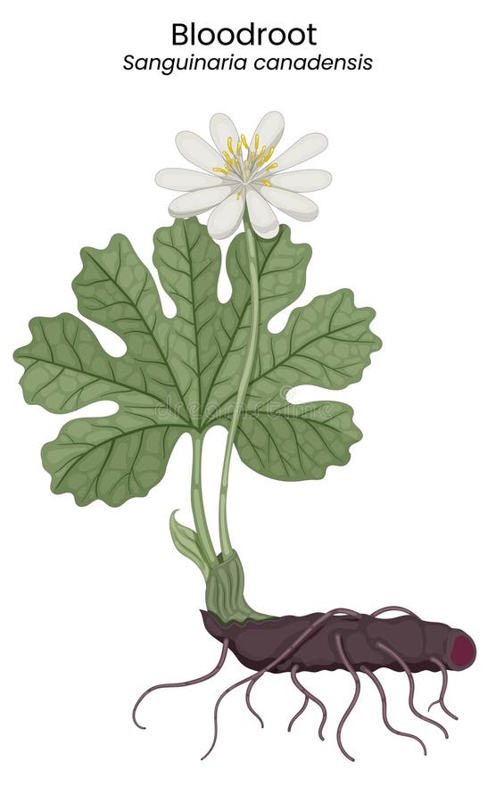 Plantanatomy Stock Illustrations – 1 Plantanatomy Stock Illustrations ...