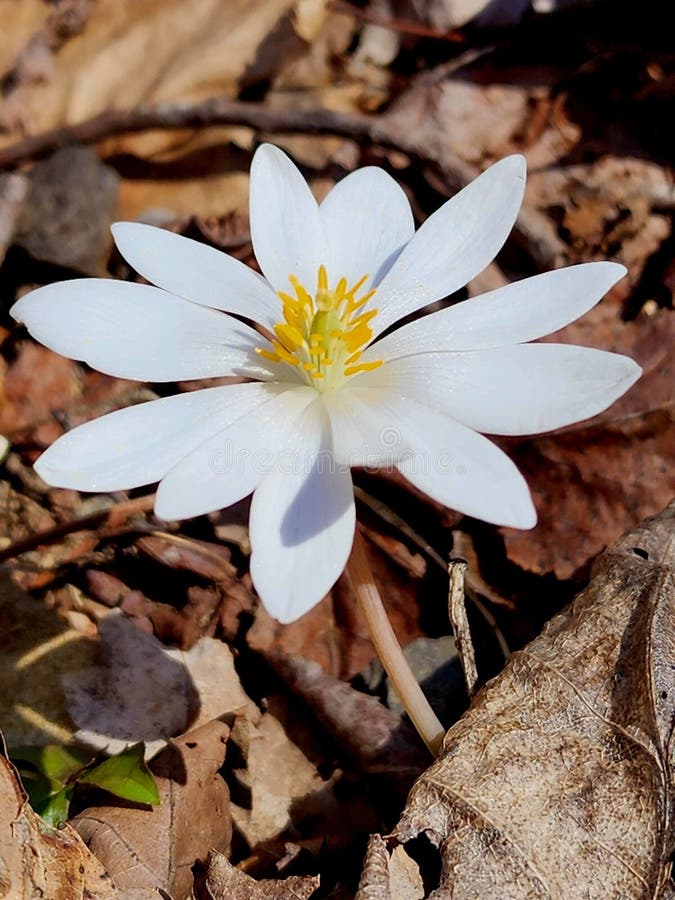 Bloodroot Wildflower Nature Art Abstract Flower Stock Image - Image of ...