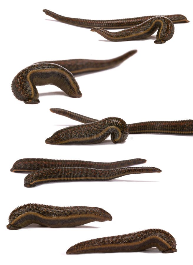 Hirudotherapy, Medical Leech on a White Background Stock Photo - Image ...
