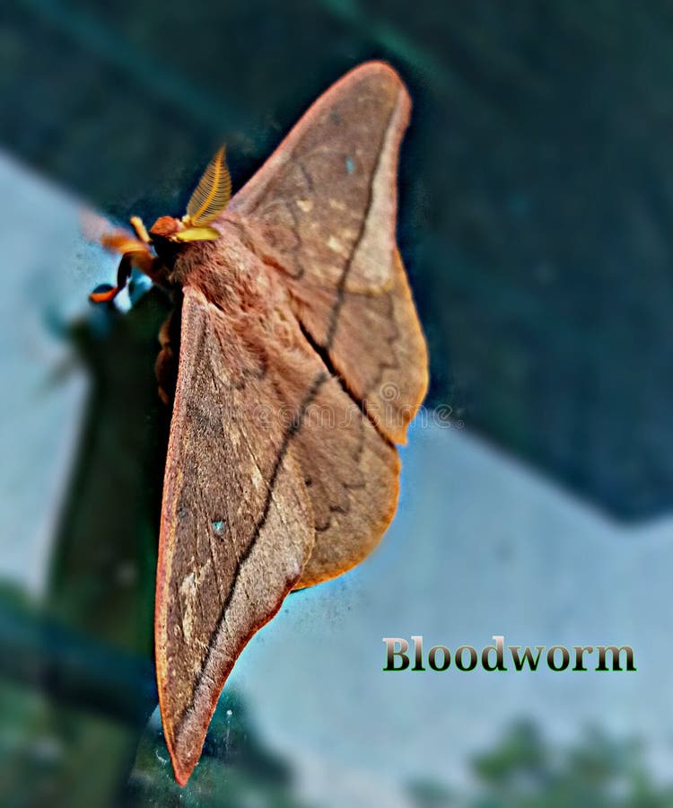 Bloodworm stockfoto. Bild von bloodworm, fotographie - 121366976