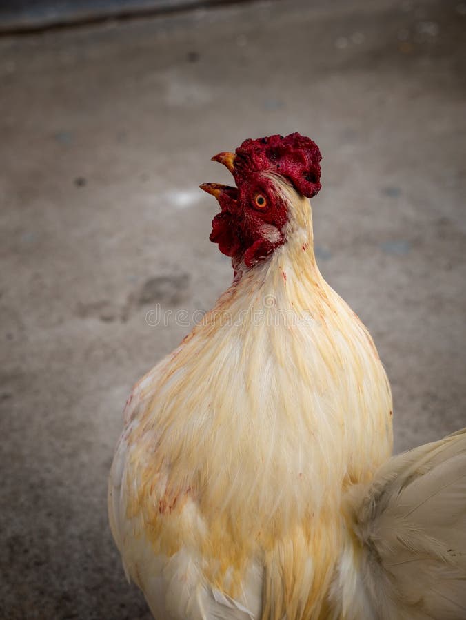 Bloody Chicken is Crowing stock image. Image of cockerel - 258132663